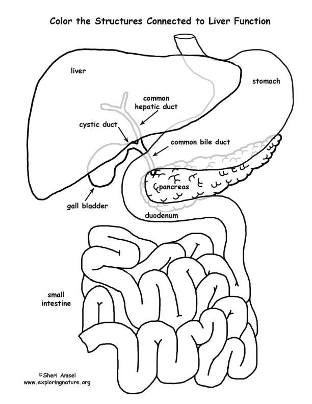 Liver Function Organs (Labeled) Coloring Page Liver Function Organs (Labeled) Coloring Page
