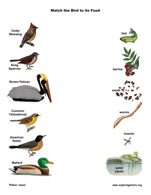 Match the Birds' Beak to Their Food Match the Birds' Beak to Their Food