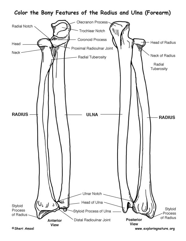 Anatomy-Bone Structures-Radius And Ulna (Forearm) By Ridawg On ... Anatomy-Bone Structures-Radius And Ulna (Forearm) By Ridawg On ...