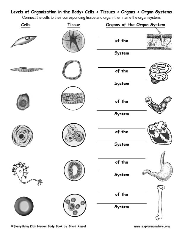 Human Body Organ Systems Worksheet Human Body Organ Systems Worksheet