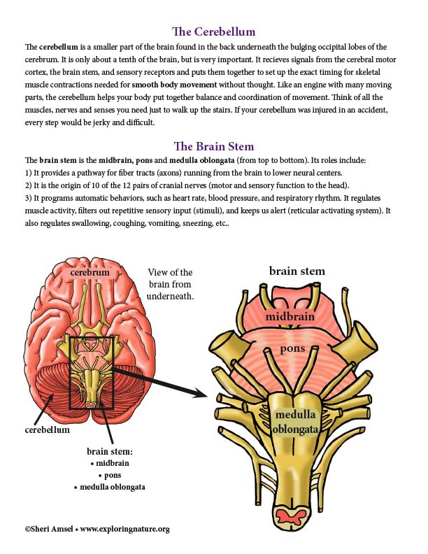 Nervous System Structures and Function (Advanced) Nervous System Structures and Function (Advanced)