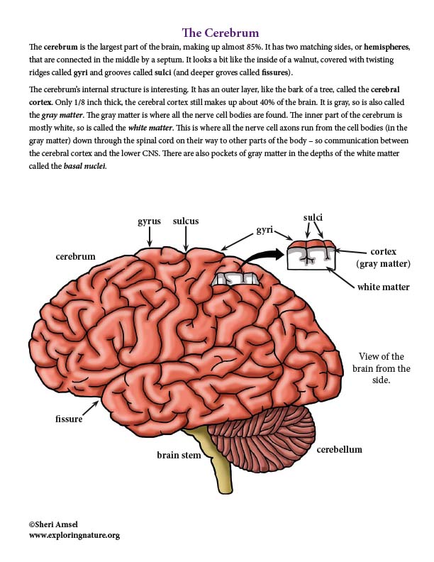 Nervous System Structures and Function (Advanced) Nervous System Structures and Function (Advanced)