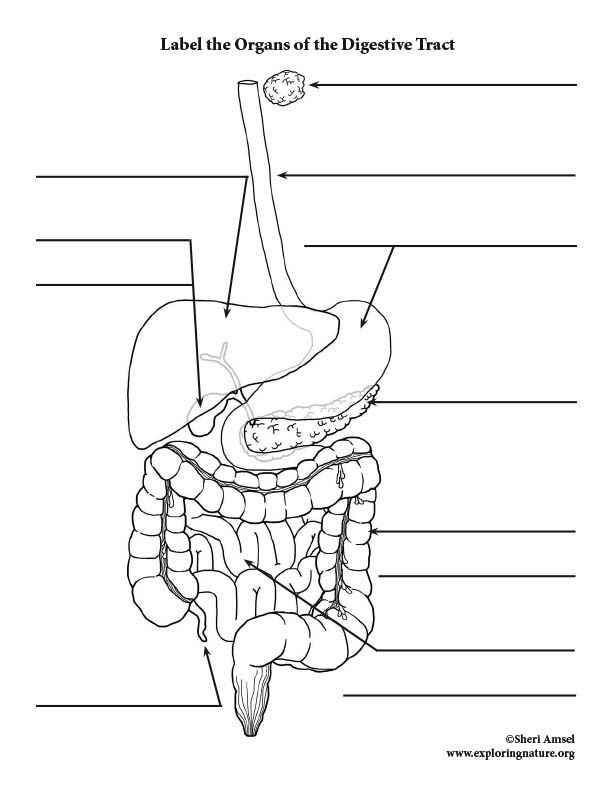 Digestive Tract Labeling Page - Elementary Digestive Tract Labeling Page - Elementary