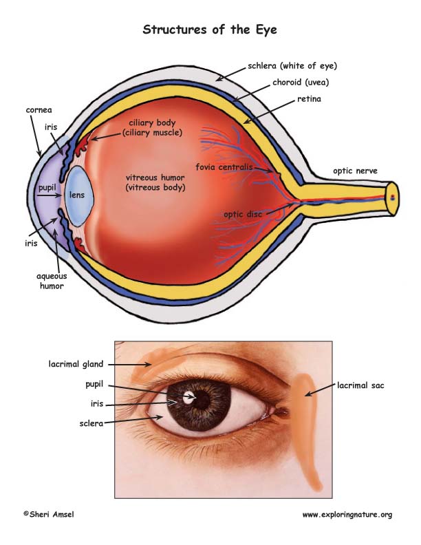 Structure of the Eye Structure of the Eye