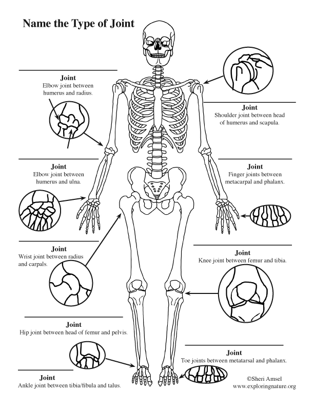 Labeled Joints Human Body Labeled Joints Human Body