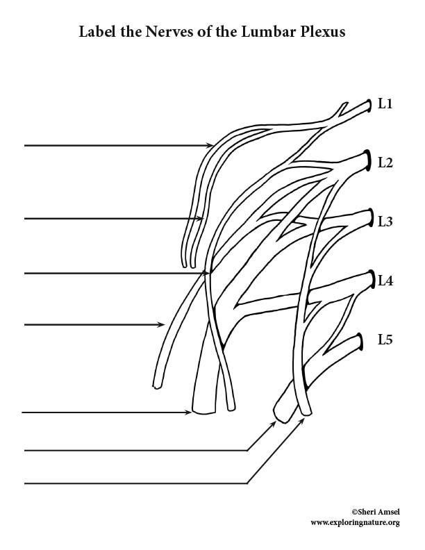 Nerves Of The Lumbar Plexus Labeling Diagram