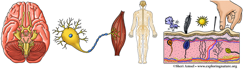 Nervous System Structures and Function (Advanced) Nervous System Structures and Function (Advanced)