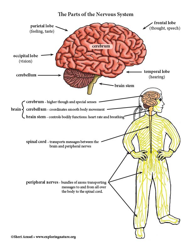 Nervous System Structures and Function (Advanced) Nervous System Structures and Function (Advanced)