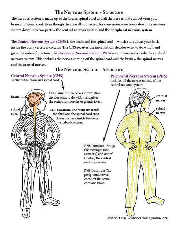 Nervous System Structures and Function (Advanced) Nervous System Structures and Function (Advanced)