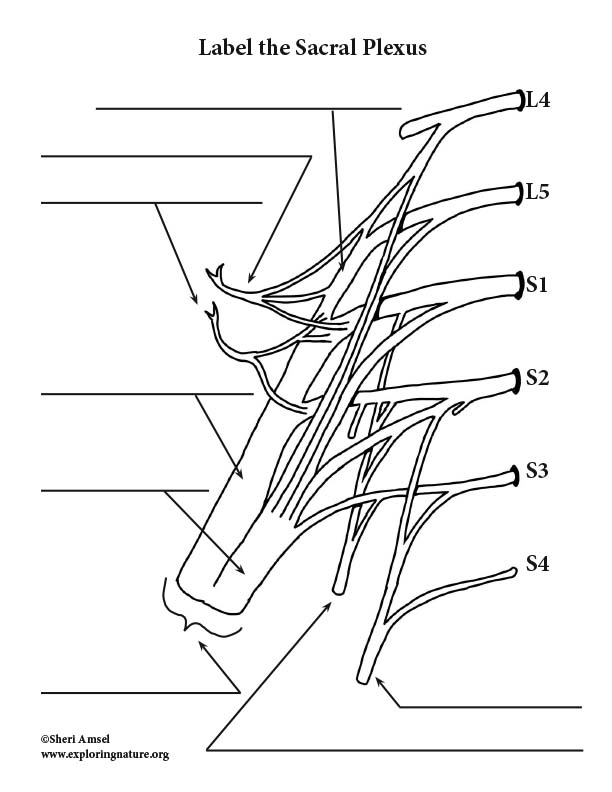 Sacral Plexus Diagram Sacral Plexus Diagram