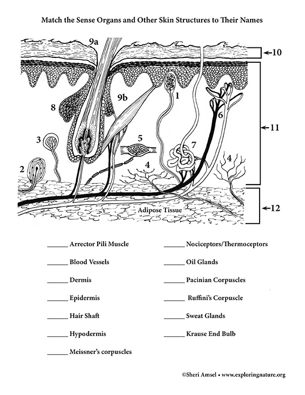 Sense Organs of the Skin Matching Sense Organs of the Skin Matching