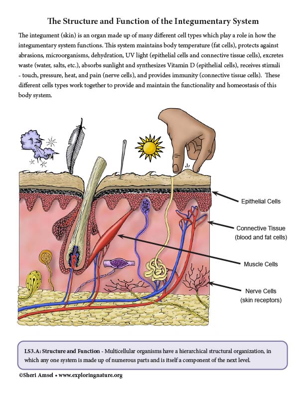 Structure And Function Of The Integumentary System