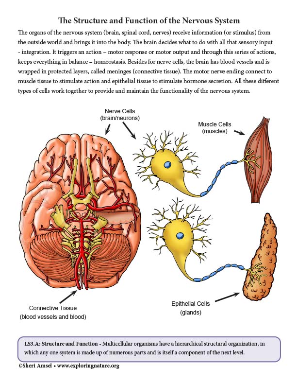 Structure and Function of the Nervous System Structure and Function of the Nervous System
