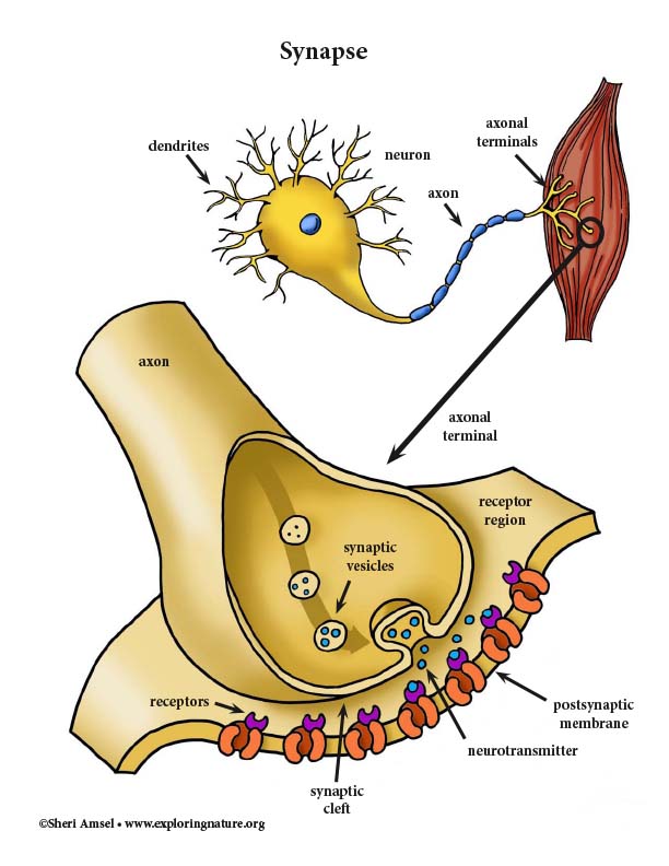 Nervous System Structures and Function (Advanced) Nervous System Structures and Function (Advanced)