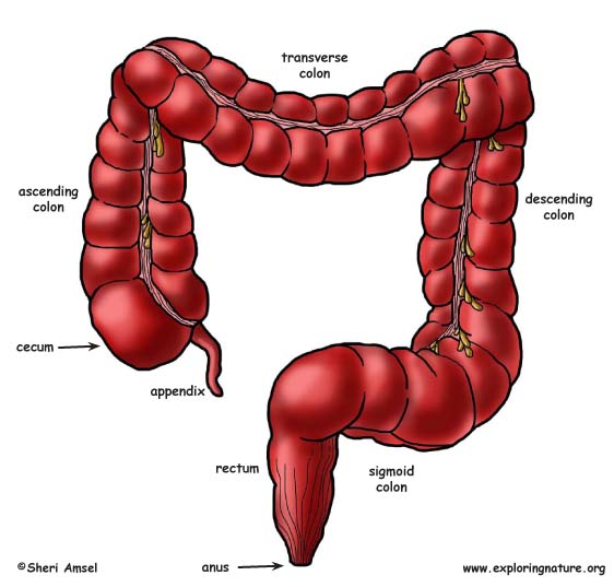 Large Intestine Labeled Diagram Large Intestine Labeled Diagram