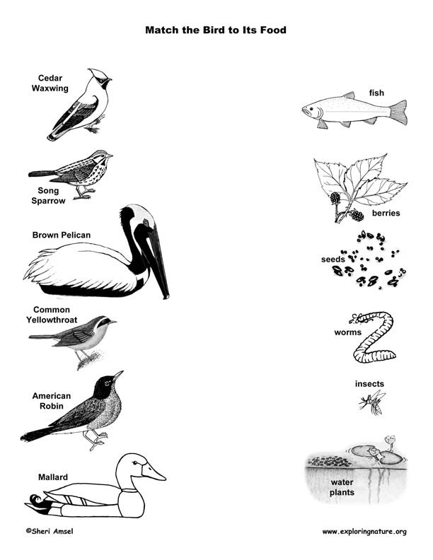 Match the Birds' Beak to Their Food Match the Birds' Beak to Their Food