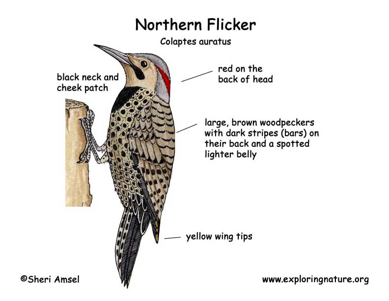 Northern Flicker Male Vs Female Northern Flicker Male Vs Female