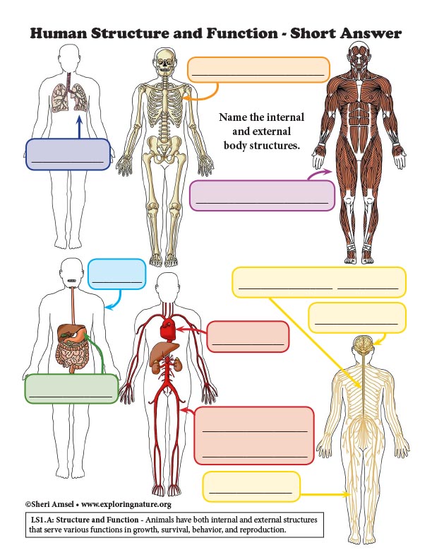 Human Structure and Function - Short Answer Human Structure and Function - Short Answer