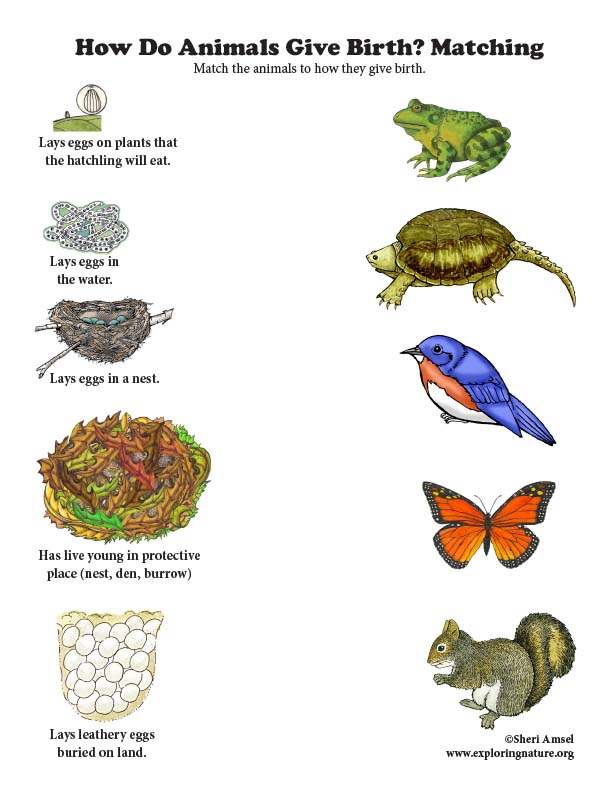 Top 172 + Animals give birth to young ones - Inoticia.net Top 172 + Animals give birth to young ones - Inoticia.net