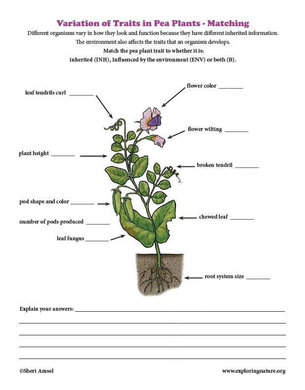 Variation Of Traits In Pea Plants Matching
