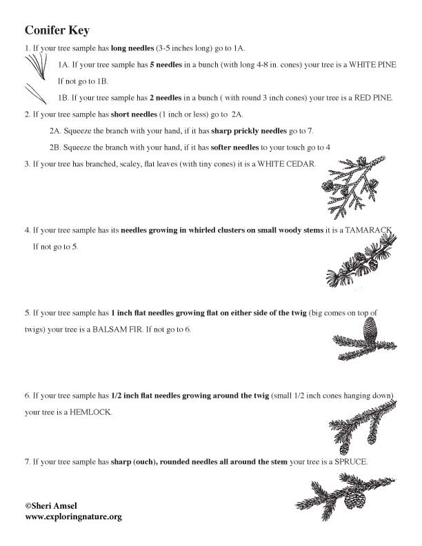 Coniferous Tree Identification - Using a Dichotomous Key Coniferous Tree Identification - Using a Dichotomous Key